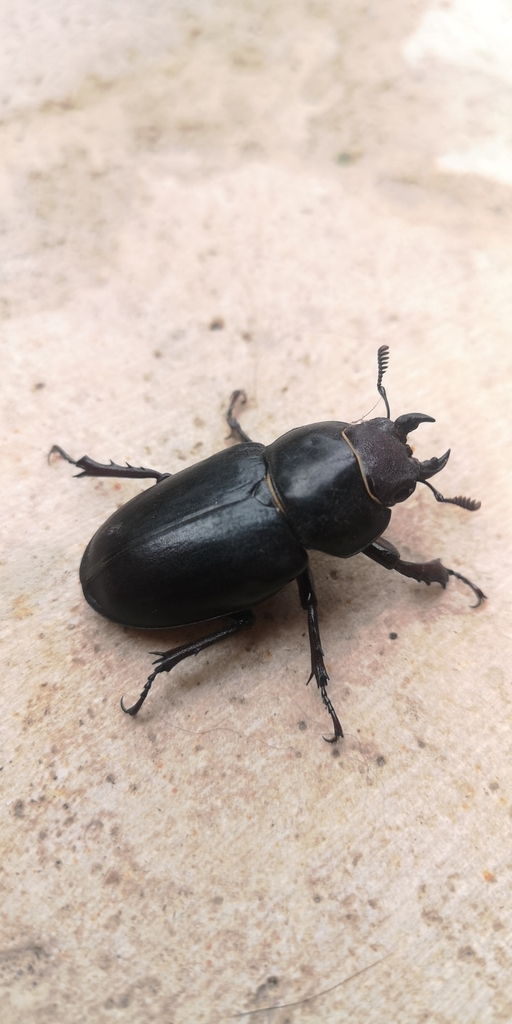 Lucanus ibericus from Дилижан, Армения on July 21, 2023 at 08:50 AM by ...