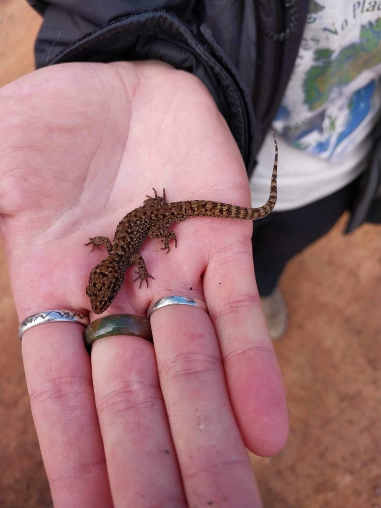 Common Prickly Gecko from St George, QLD, AU on July 21, 2023 at 10:45 ...