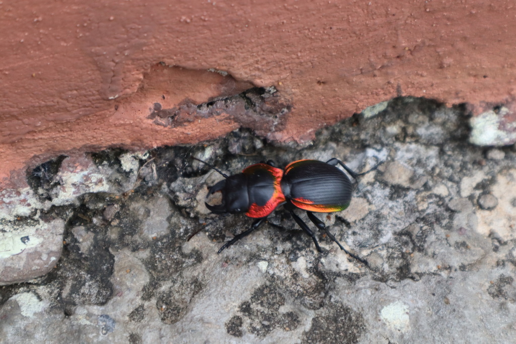 Copper-bordered Ground Beetle from อุทยานแห่งชาติภูจองนายอย, นาจะหลวย ...