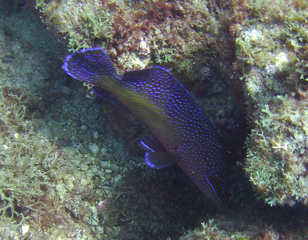 African Hind from Cape Verde on May 17, 2023 at 10:32 AM by Robert Ulph ...