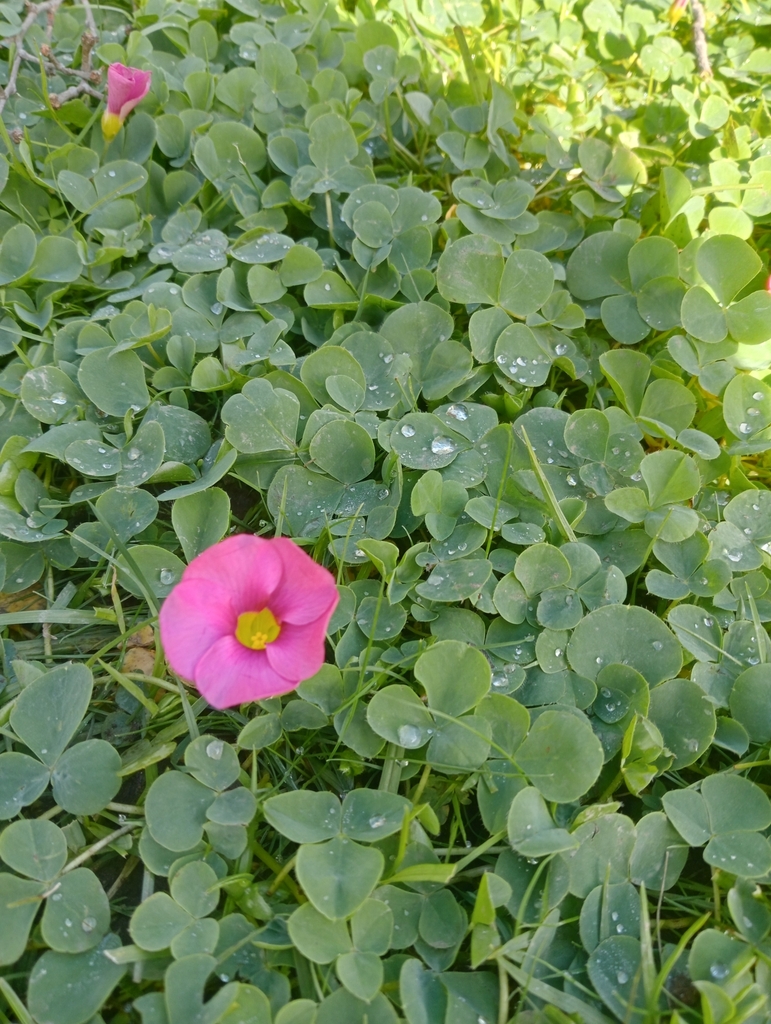 Purple woodsorrel from Anglesea Recreation Camp on July 21, 2023 at 12: ...