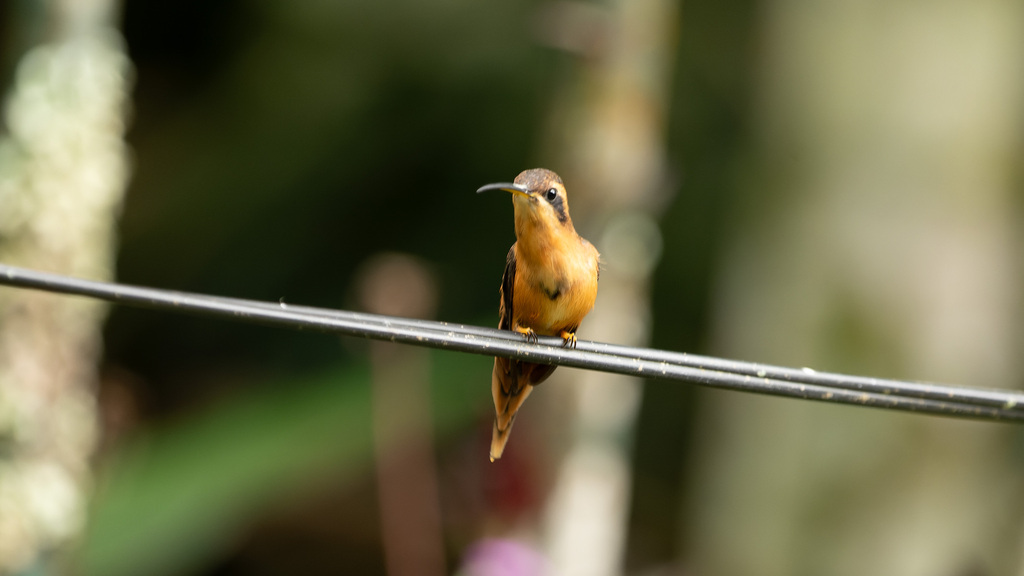Reddish Hermit from Rio do Ouro, Niterói - RJ, Brazil on January 15 ...