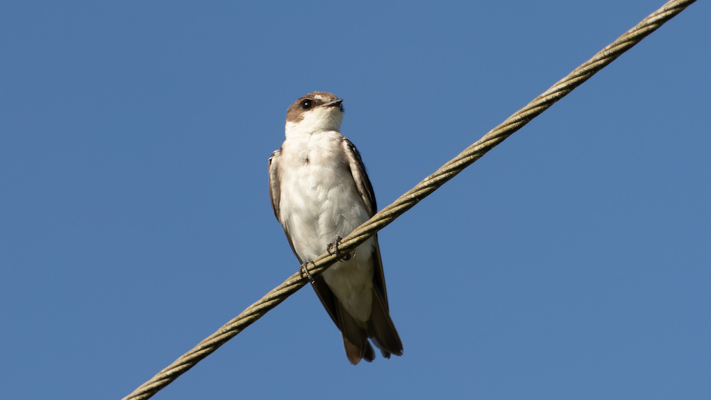 White-rumped Swallow from Gleba Sete, Guapimirim - RJ, 25940-000 ...