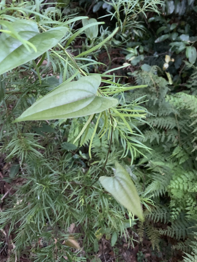 Common Yam Vine in May 2023 by Small Man Small Hands · iNaturalist