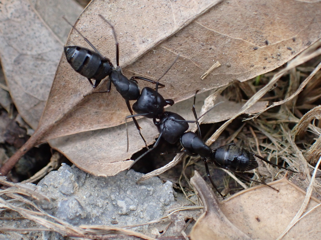 Japanese Carpenter Ant from 方山风景区, 南京市, 江苏省, CN on July 21, 2023 at 10: ...
