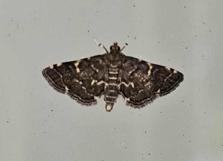 Checkered Apogeshna Moth in July 2023 by Nate · iNaturalist