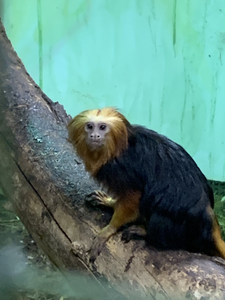 Golden-headed Lion Tamarin in July 2023 by Julian Murillo · iNaturalist