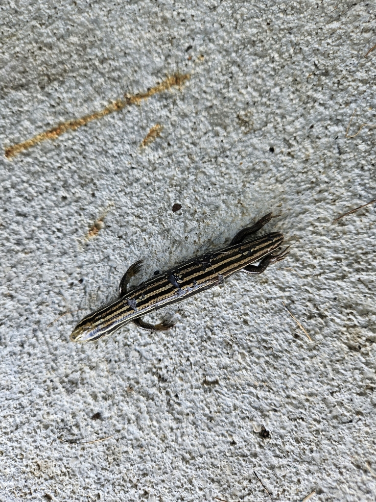 Prairie Skink from Oak, NE, USA on July 21, 2023 at 10:08 AM by Lyndsay ...