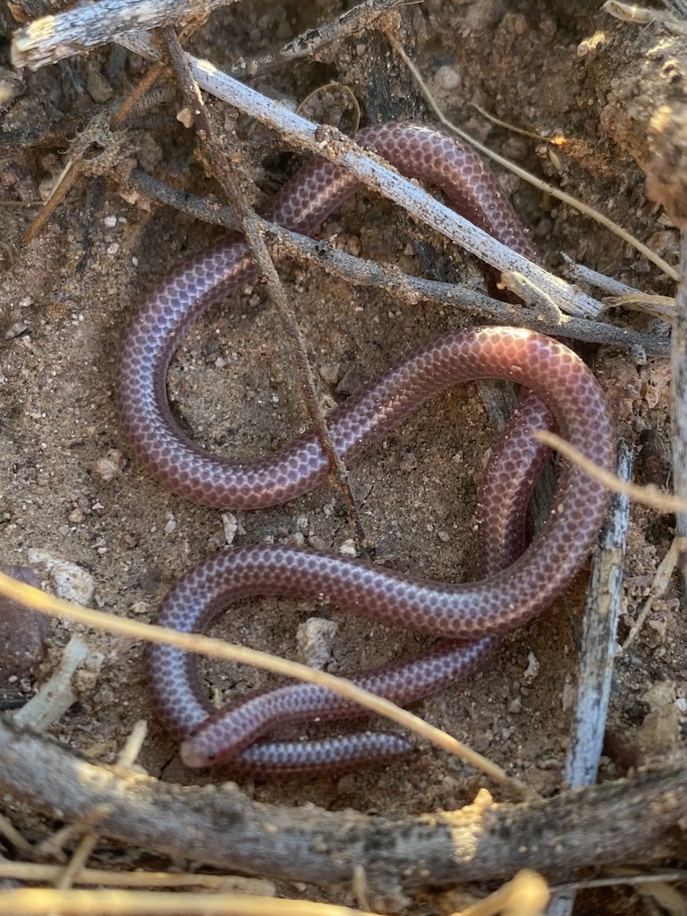 Western Threadsnake from Saguaro National Park, Tucson, AZ, US on July ...