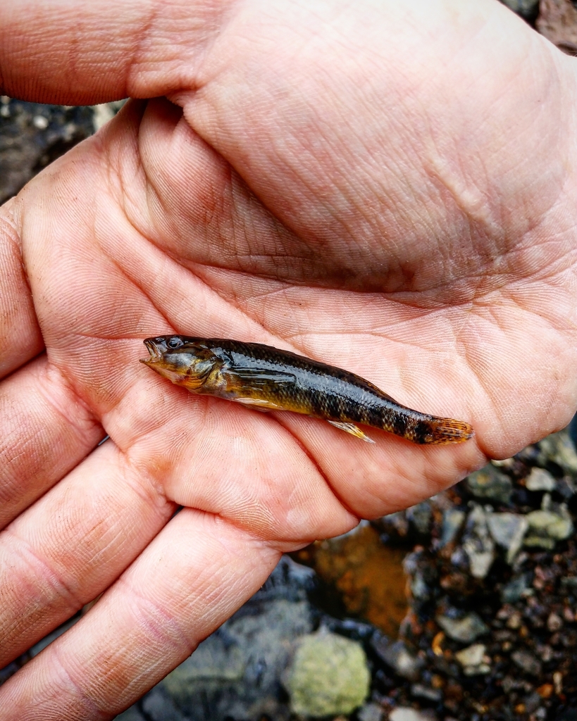 Fantail Darter from 1454 Standing Stone Park, Livingston, TN 38570, USA ...