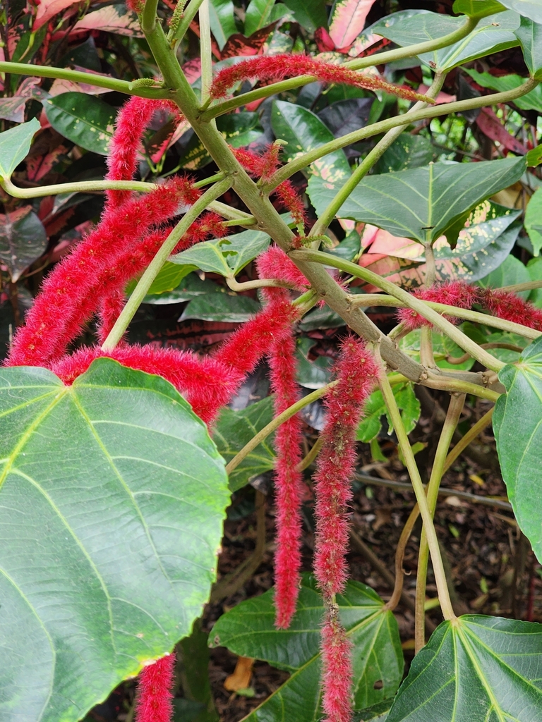 Chenille-plant from North Side, Cayman Islands on July 16, 2023 at 11: ...