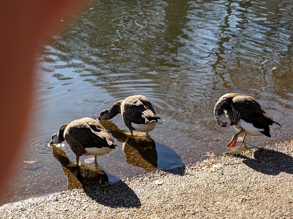 Ducks, Geese, and Swans from 160-17 Oak Ave, Flushing, NY 11358, USA on ...
