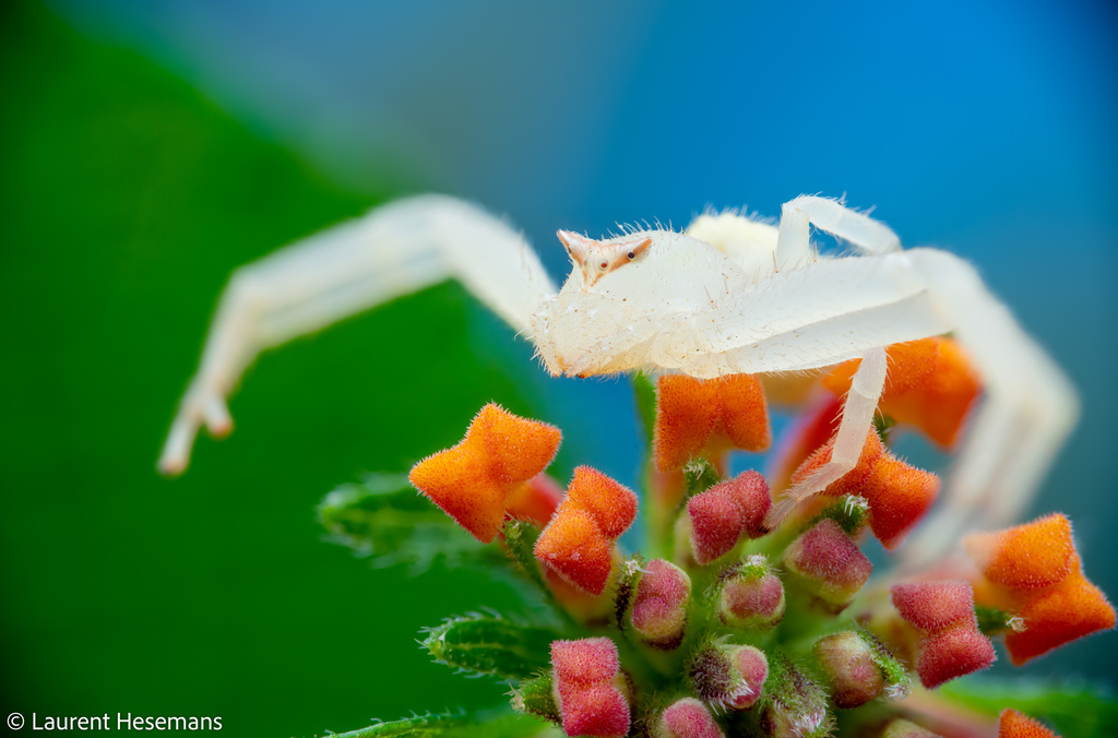 Thomisus australis from Axali Doeseb Street, Windhoek, Khomas, NA on ...