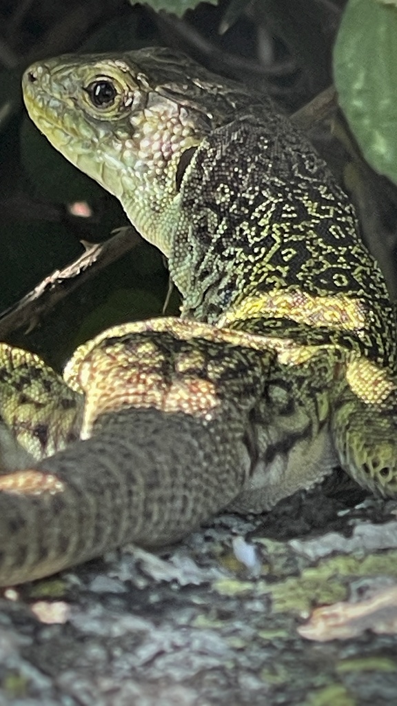 Ocellated Lizard in July 2023 by Carmen Romero · iNaturalist