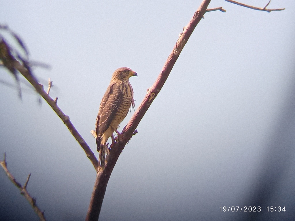 Roadside Hawk from Angel R. Cabada, Ver., México on July 19, 2023 at 03 ...