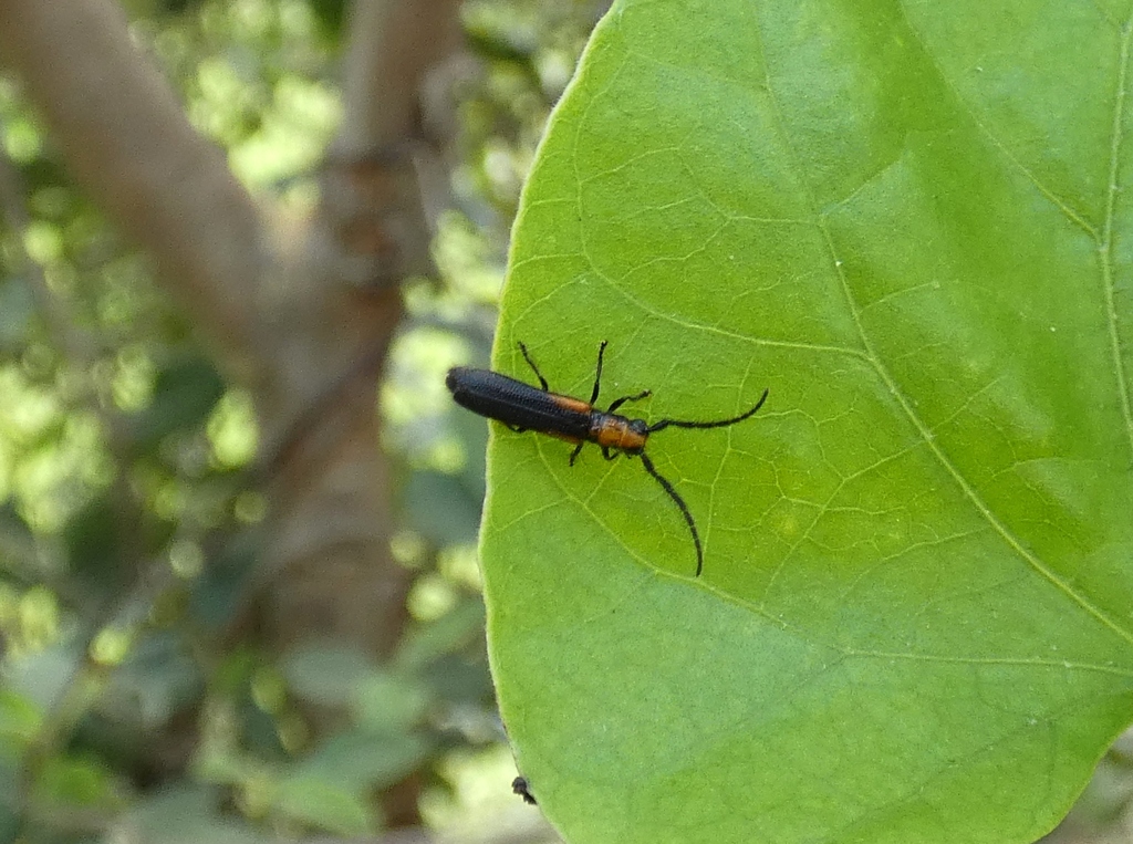 Phaea semirufa from Adolfo López Mateos, Adolfo Lopez Mateos, Tixtla de ...
