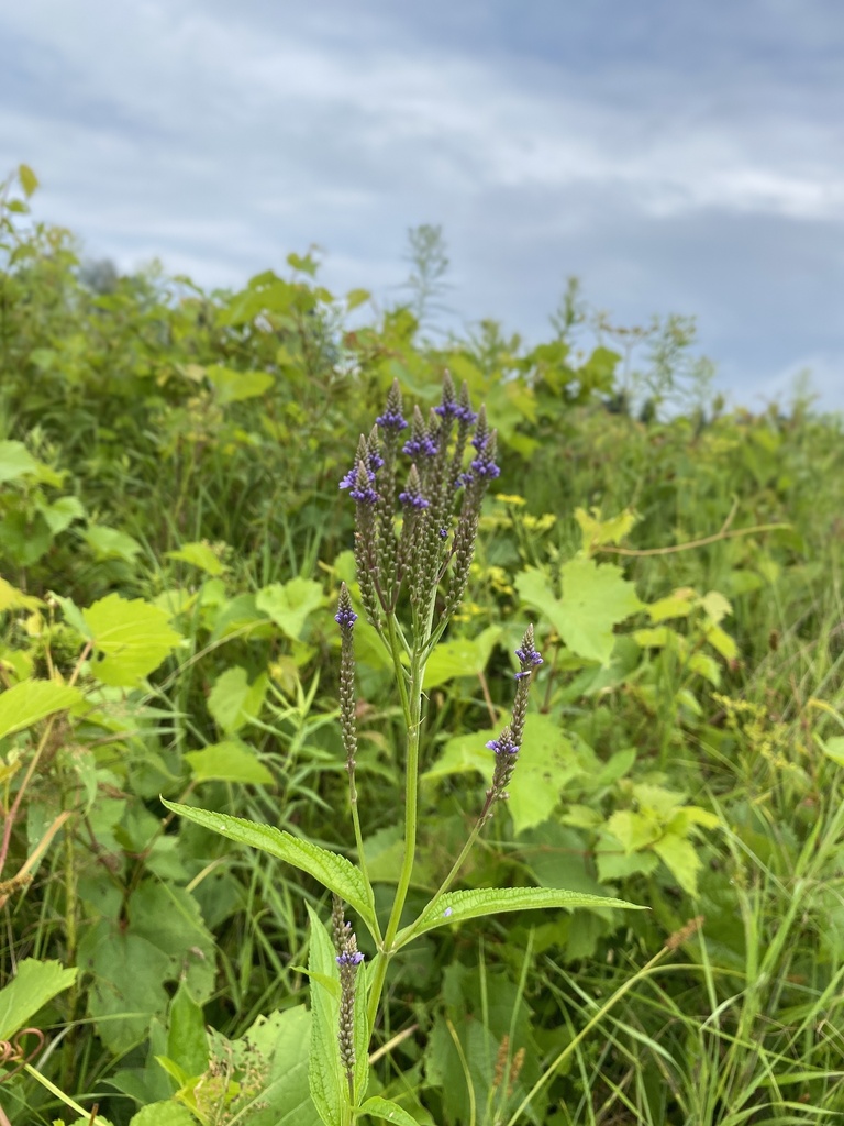 blue vervain from Orchard St, Delmar, NY, US on July 21, 2023 at 08:48 ...