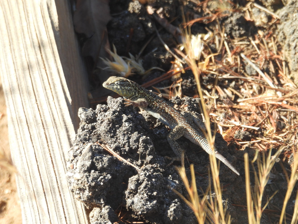 Western Side-blotched Lizard from 1 Botanic Gardens Dr, Riverside, CA ...