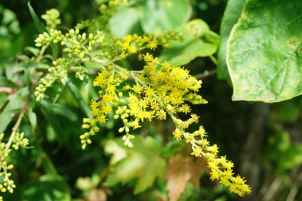 early goldenrod in July 2023 by Ralph Cooper · iNaturalist