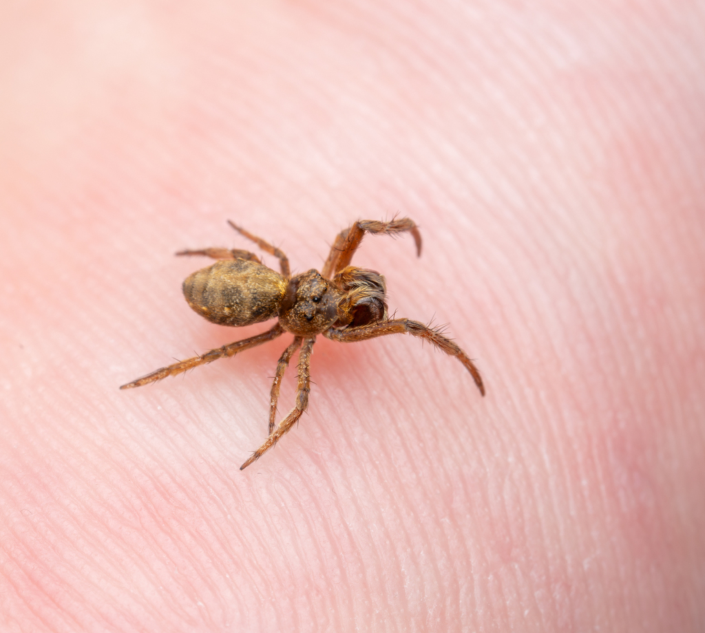 Triangle spider in July 2023 by Markus Horrer · iNaturalist