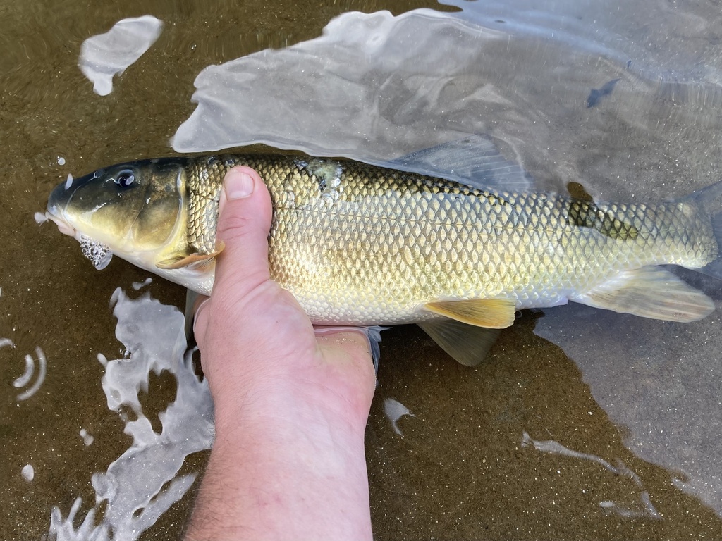 White Sucker from NC-163, West Jefferson, NC, US on July 21, 2023 at 10 ...