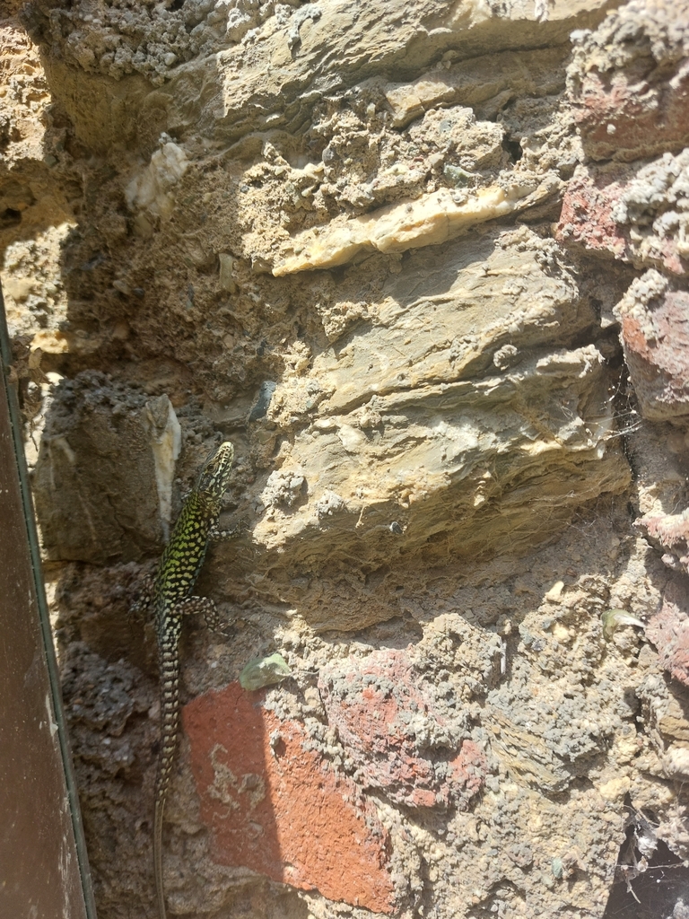 Wall Lizards on July 18, 2023 at 12:27 PM by David Nuyttens · iNaturalist