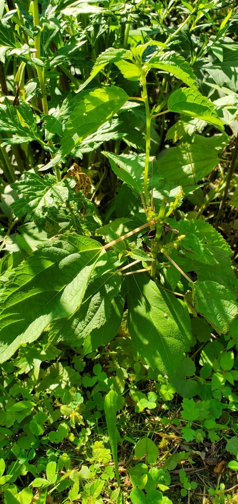 false nettle from Piscataway, NJ 08854, USA on July 21, 2023 at 05:43 ...