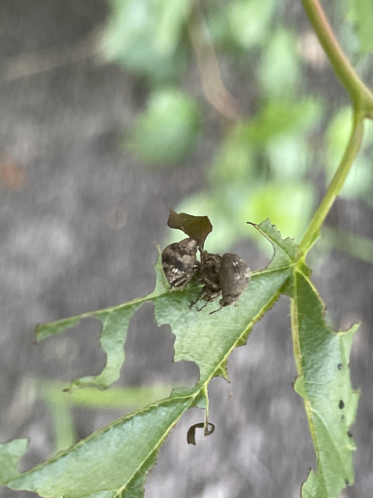 Two-banded Japanese Weevil from Garrison Rd, Toledo, OH, US on July 21 ...