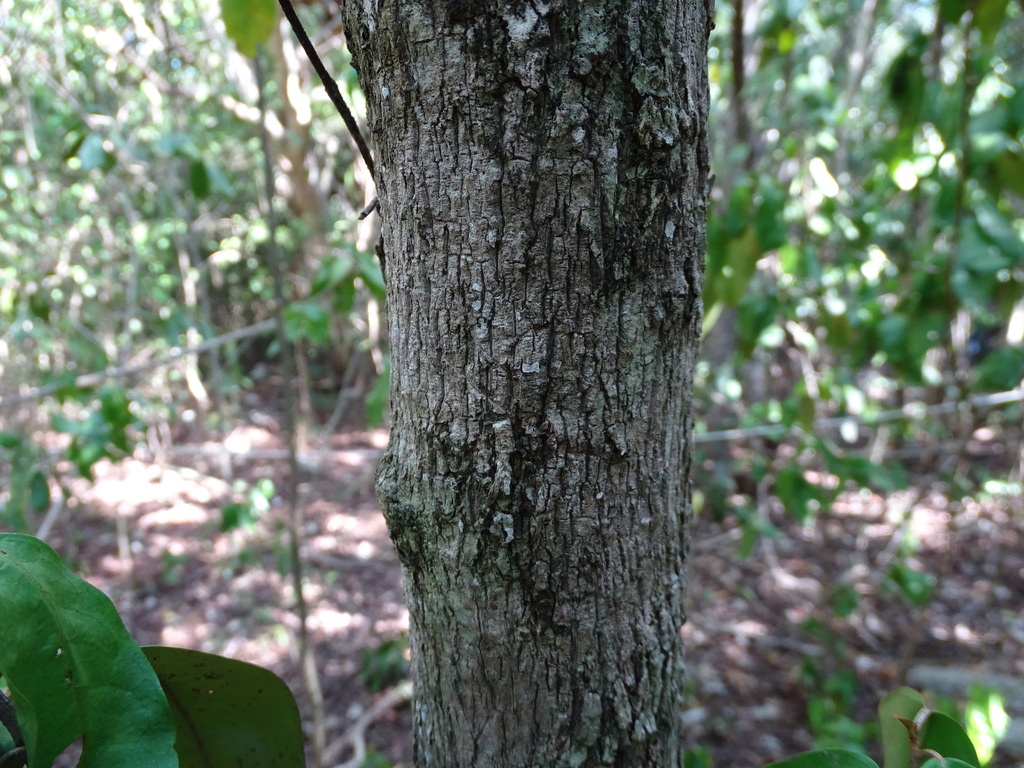 Bahama Strongbark in June 2023 by William Pech Cárdenas · iNaturalist