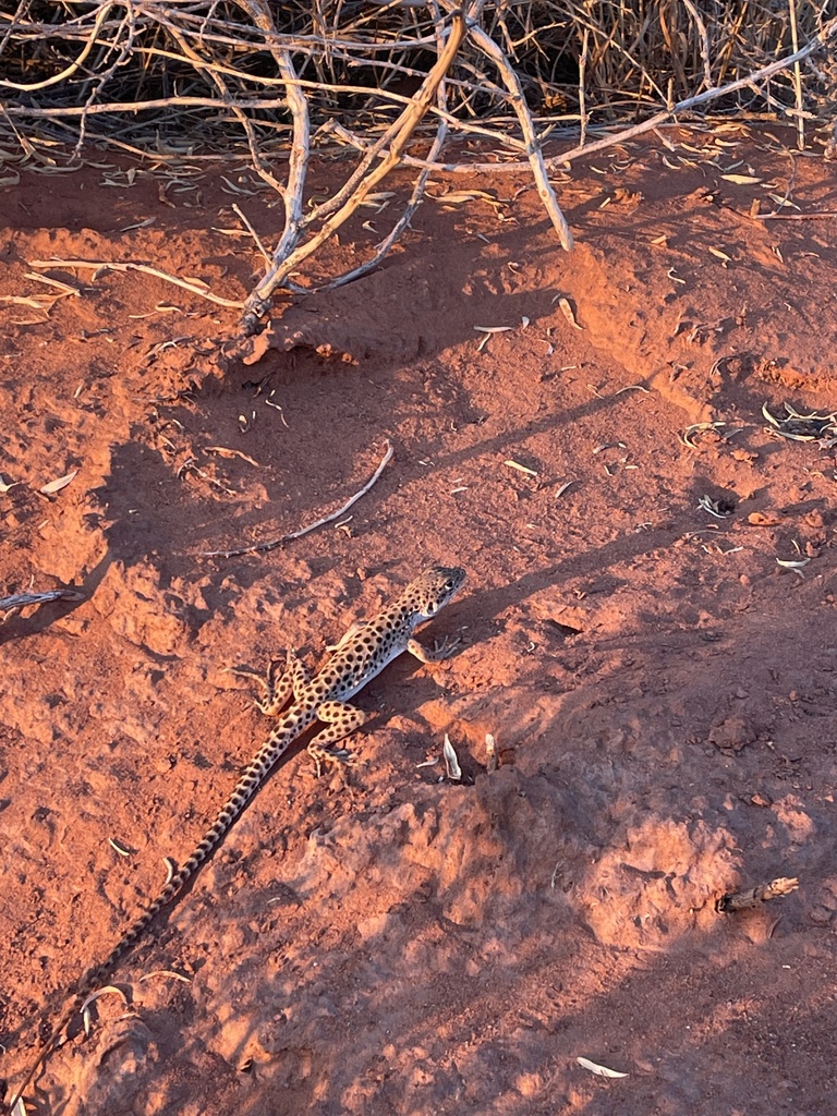 Long-nosed Leopard Lizard from Bears Ears National Monument, Moab, UT ...