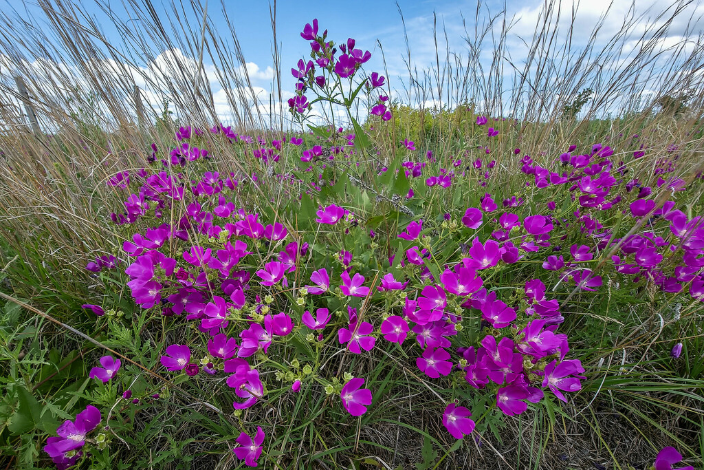 clustered poppymallow from Thomson-Fulton Sand Prairie, Whiteside ...