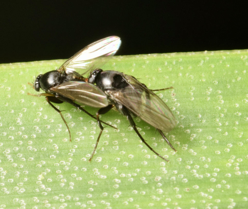 Stichillus from Tapiraí - State of São Paulo, 18180-000, Brazil on July 20, 2023 at 02:55 PM by ...