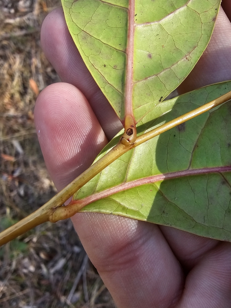 Cheese Tree in July 2023 by Dan · iNaturalist