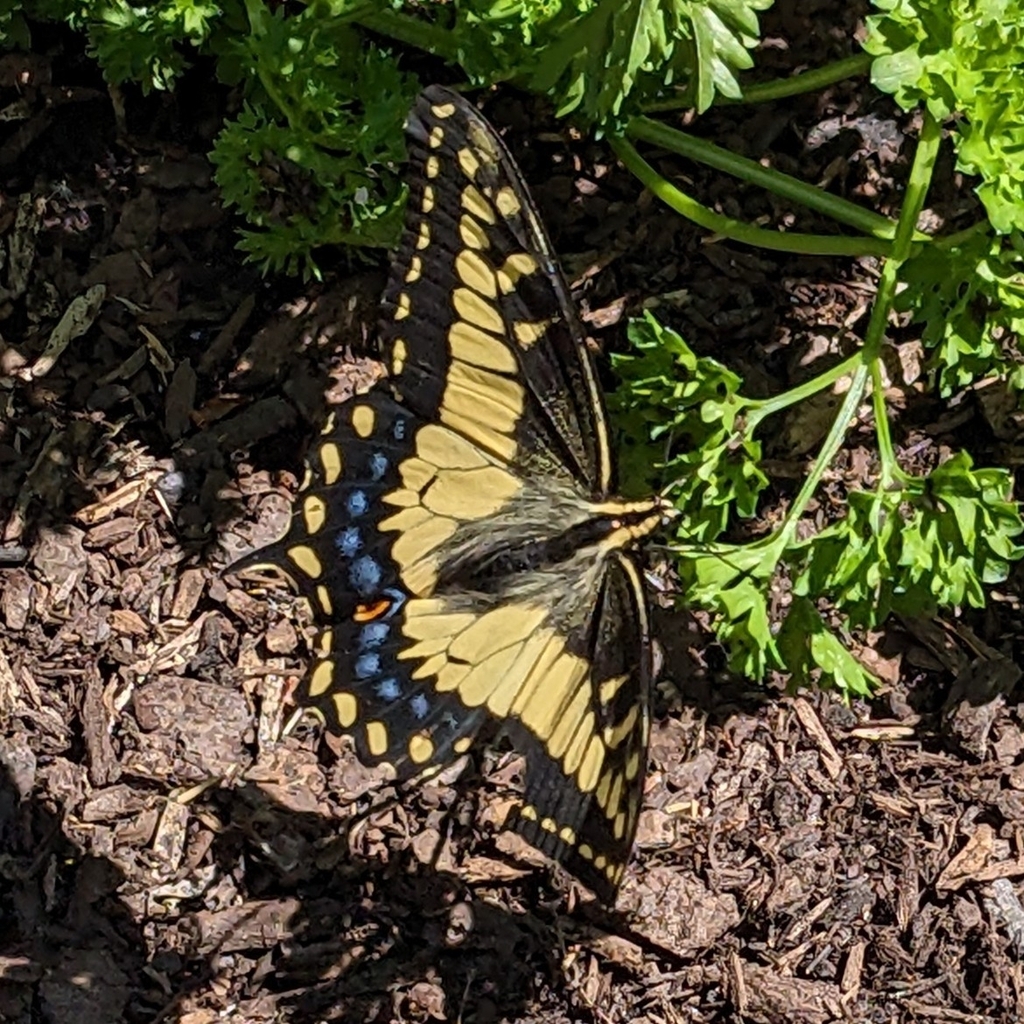 Anise Swallowtail in July 2023 by Alex Mohr · iNaturalist