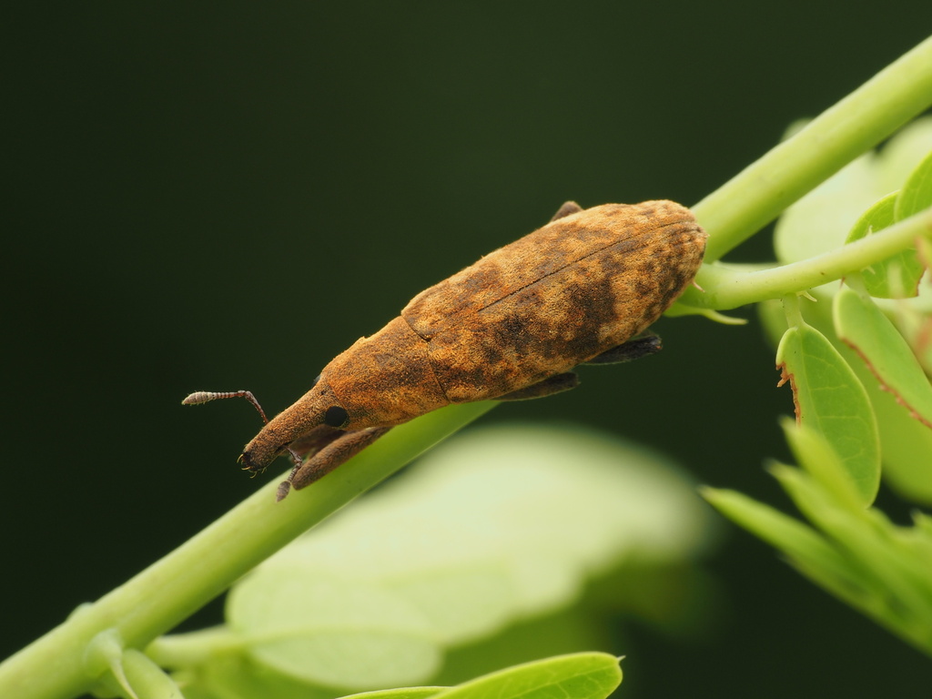 Gasteroclisus auriculatus from 阿公店森林公園, 岡山區, KHH, TW on July 22, 2023 ...