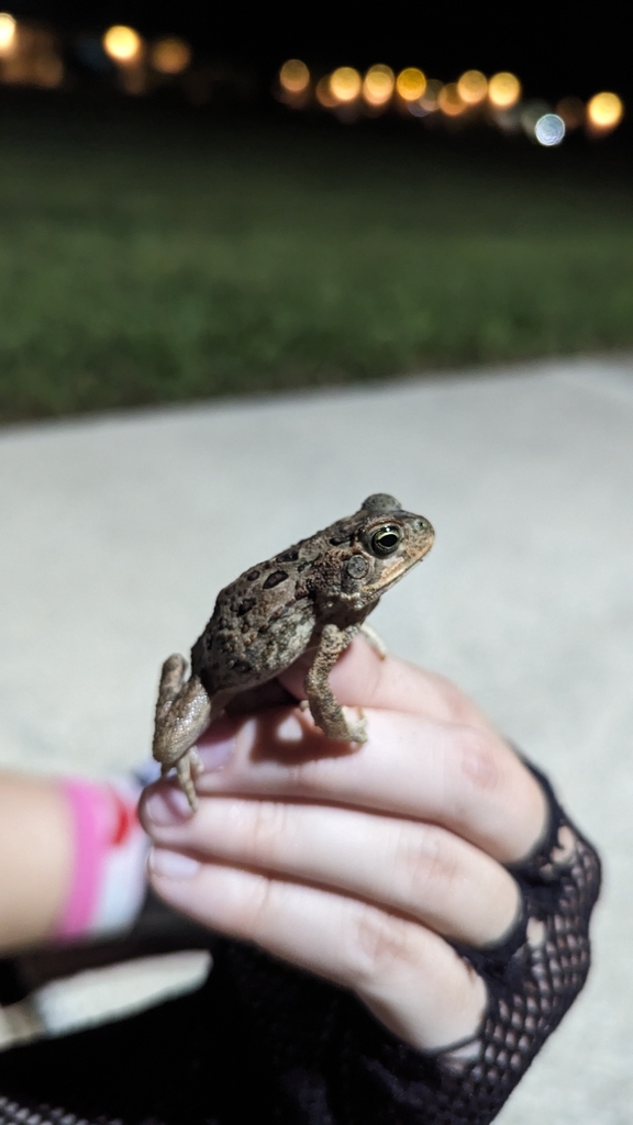 Beaked Toads from On the campus of Florida Southern College in ...