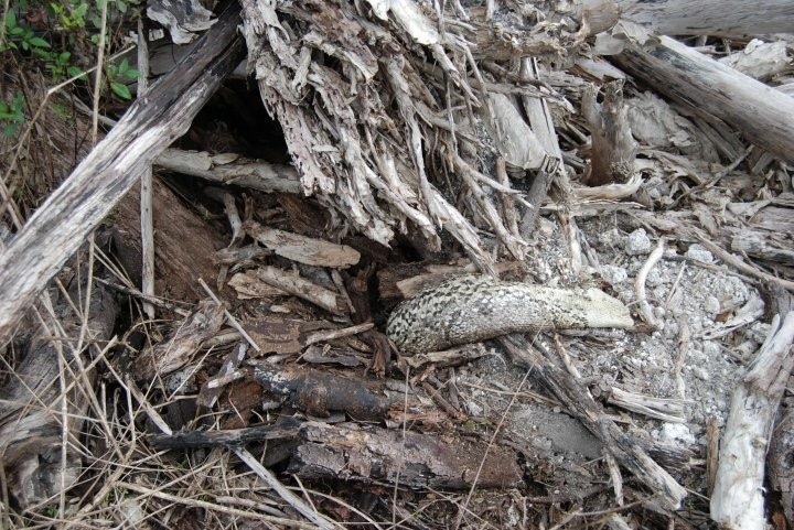 African Rock Python in January 2010 by Mike Rochford. Died during or ...