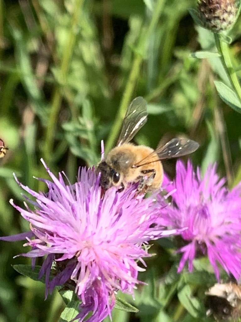 Western Honey Bee from Bishop Hill Rd, Marcellus, NY, US on July 20 ...