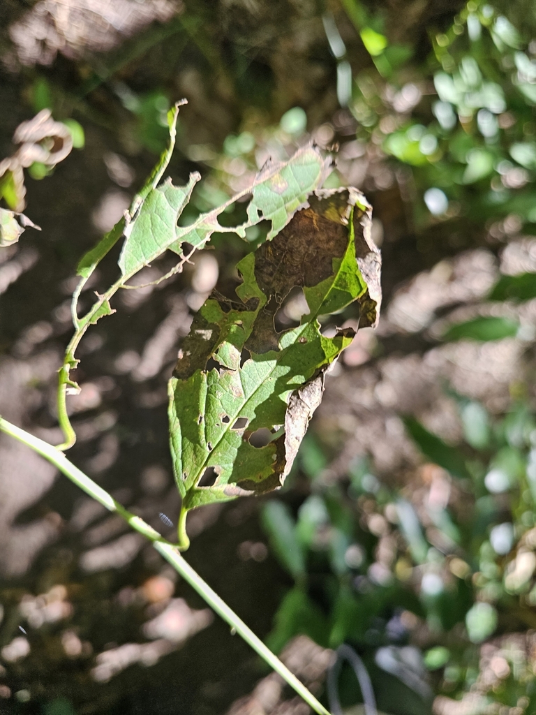 Deeringia amaranthoides in July 2023 by Dan · iNaturalist