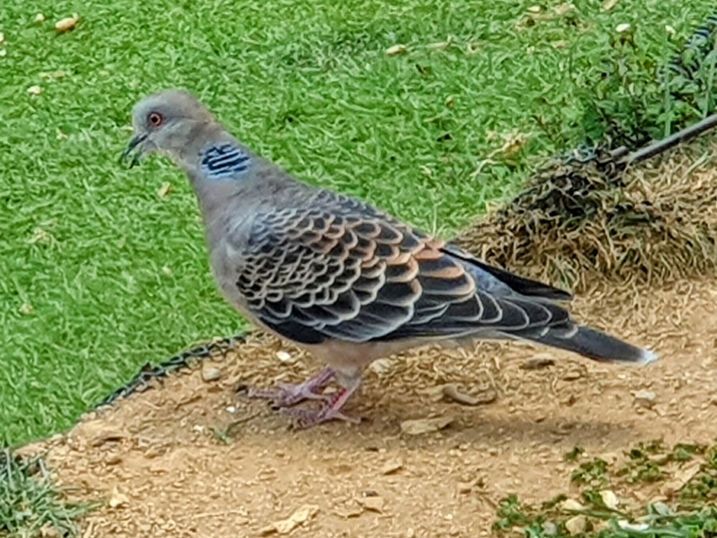 Oriental Turtle-Dove from 8 Arashiyama Genrokuzanchō, Nishikyo Ward ...