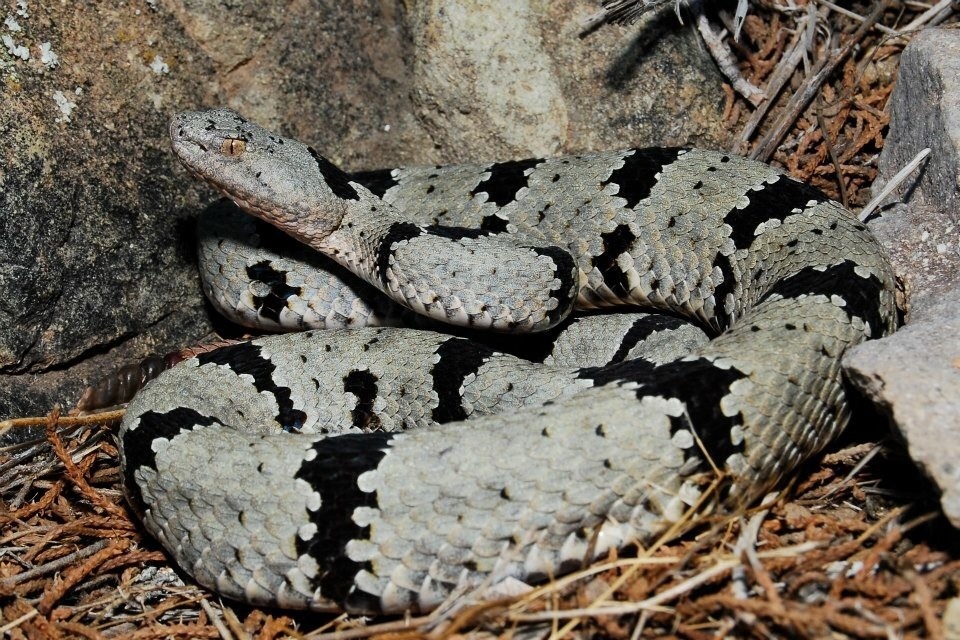 Banded Rock Rattlesnake in October 2012 by Mike Rochford · iNaturalist