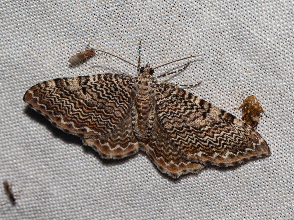 Cherry Scallop Shell Moth from Pendleton County, WV, USA on July 8 ...