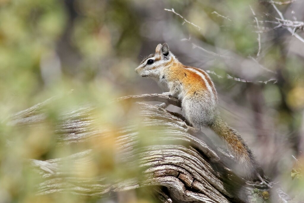 Panamint Chipmunk from Clark County, NV, USA on September 25, 2022 at ...