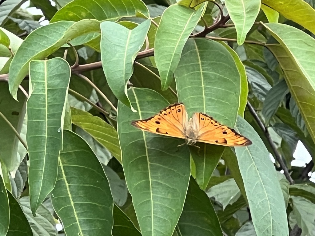 Chitoria chrysolora from 臺灣島, 新店區, NWT, TW on July 22, 2023 at 09:53 AM ...