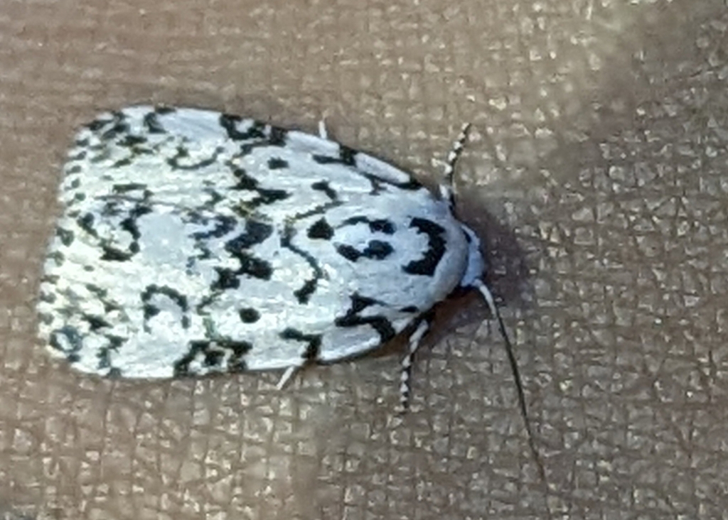 Hebrew Moth from Bentley Springs, MD 21120, USA on July 21, 2023 at 10: ...