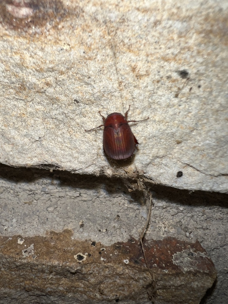 Asiatic Garden Beetle in July 2023 by Kyle Klotz · iNaturalist