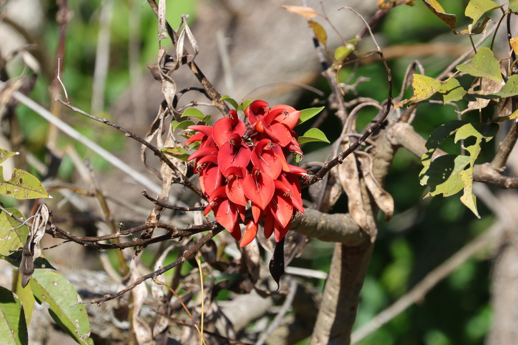 Cockspur coral tree from Brisbane QLD, Australia on July 22, 2023 at 11 ...