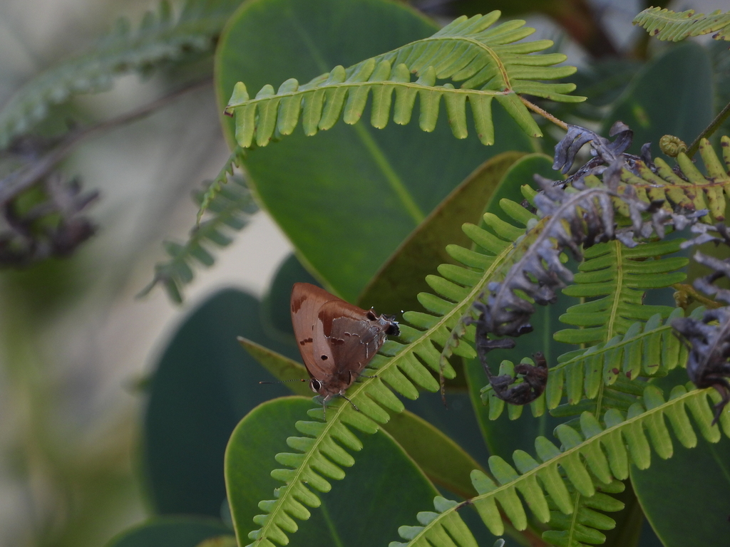 Atlides rustan from Nor Yungas, Bolivia on July 21, 2023 at 03:02 PM by ...