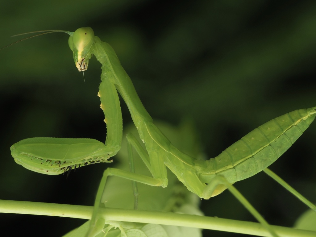 Giant Asian Mantis from 臺灣島, 岡山區, KHH, TW on July 22, 2023 at 08:39 AM ...