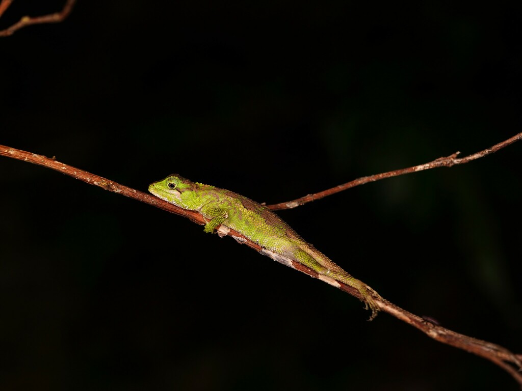 Okinawa Tree Lizard in July 2023 by 厲力言 · iNaturalist